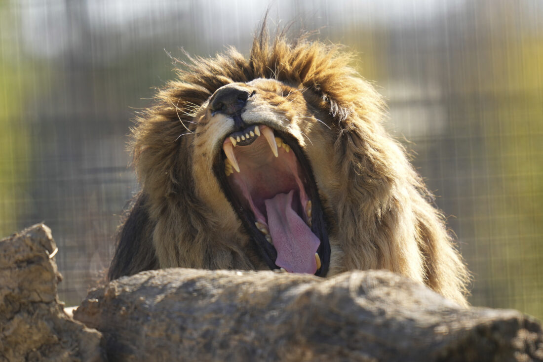 5 lions rescued from the war in Ukraine settle into a new life in ...